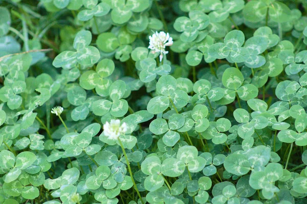 Summer clover Stock Photos, Royalty Free Summer clover Images ...