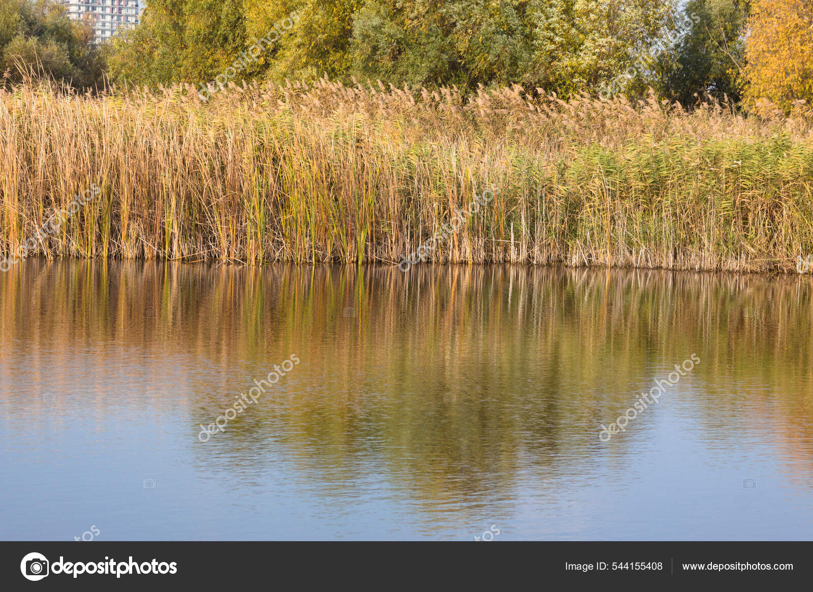 Reed Reflecting Rippled Lake Close Selective Focus Foreground Stock ...