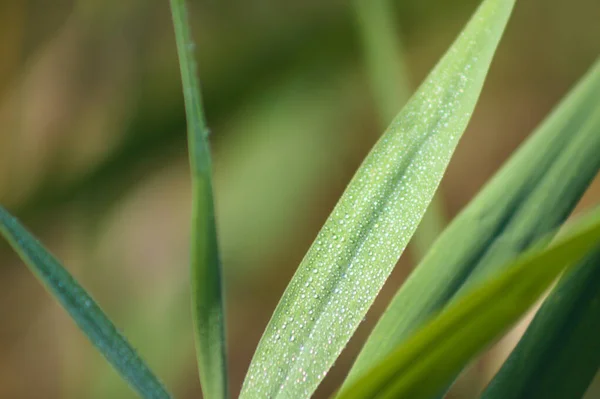 Close-up of common reed leaf covered by water drops with selective ...