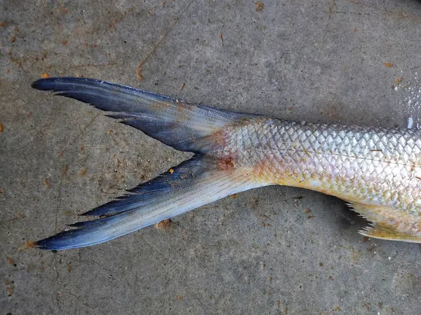 Indian carp Stock Photos, Royalty Free Indian carp Images | Depositphotos