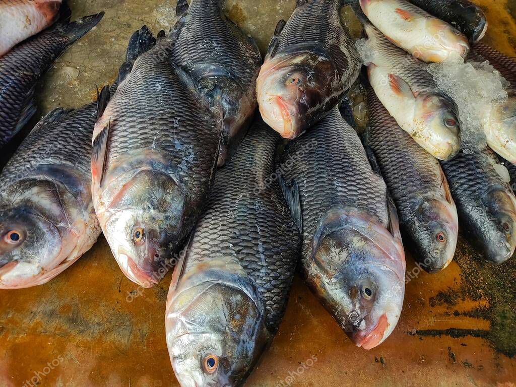 pila de carpas de rohu catla venta de pescado en el mercado indio de ...