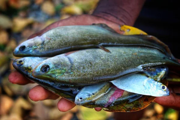 Mékong silure Stock Photos, Royalty Free Mékong silure Images ...