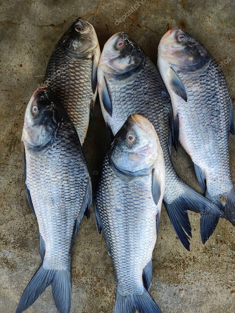 pile of catla carp fish arranged in row for sale in indian fish market ...