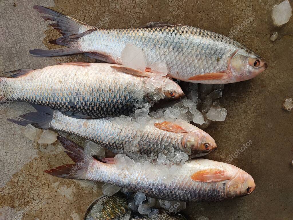 lots of rohu fish labeo rohita fish arranged in line in indian fish ...
