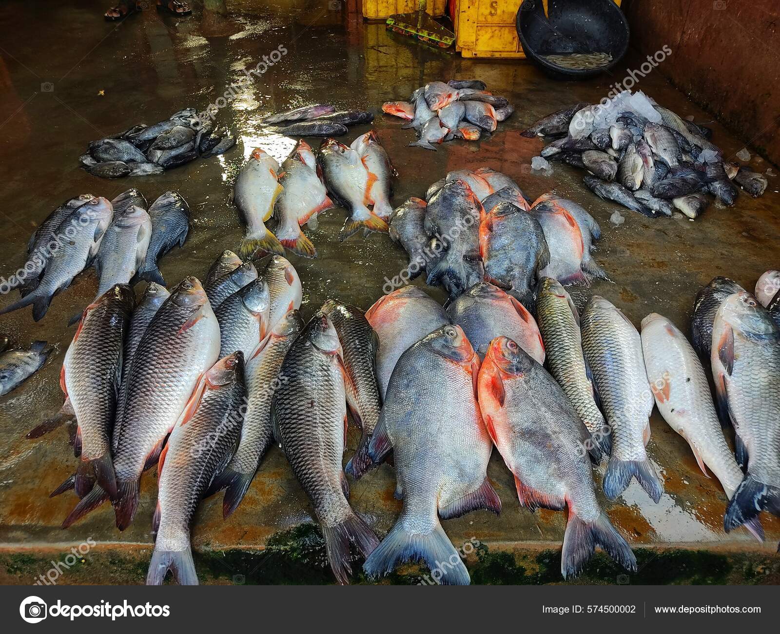 Different Types Fish Arranged Line Indian Fish Market Sale Stock Photo ...