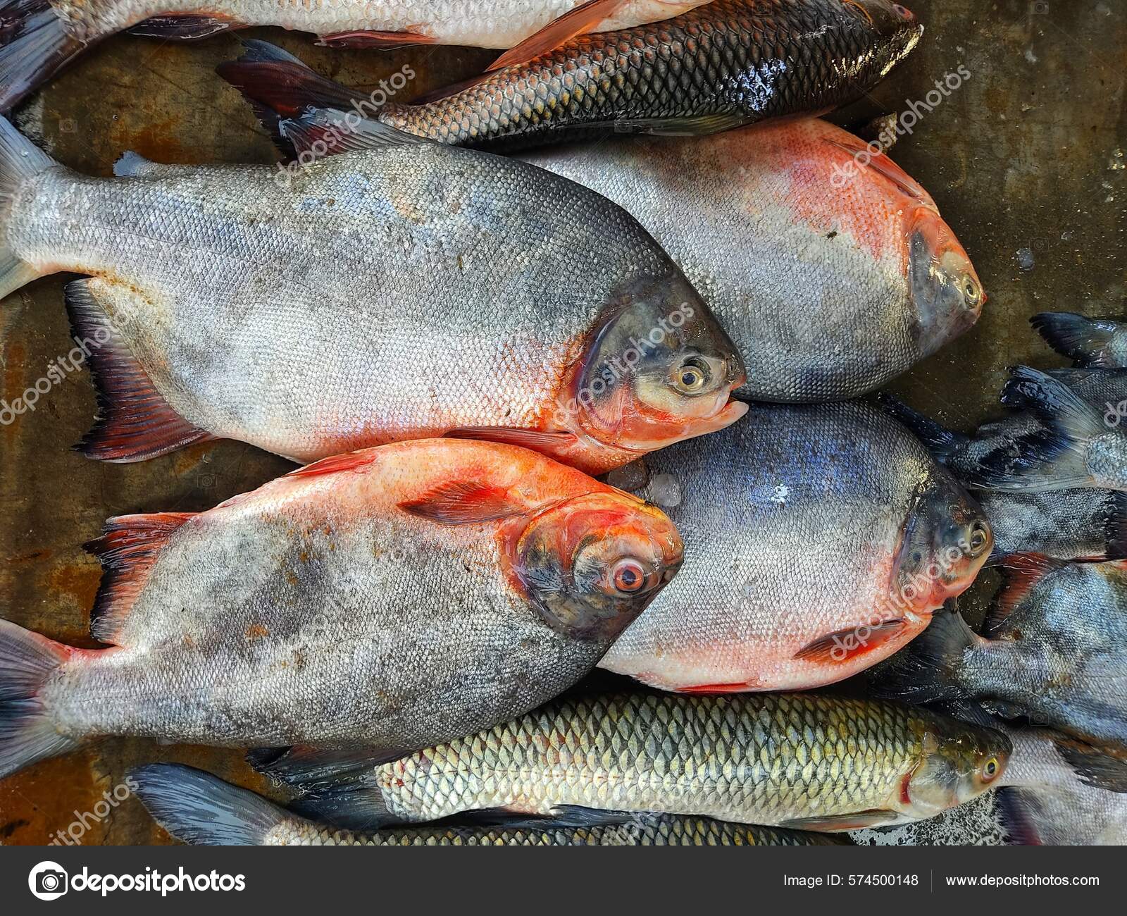 Pile Roopchandi Fish Pacu Fish Arranged Row Sale Asian Fish Stock Photo ...