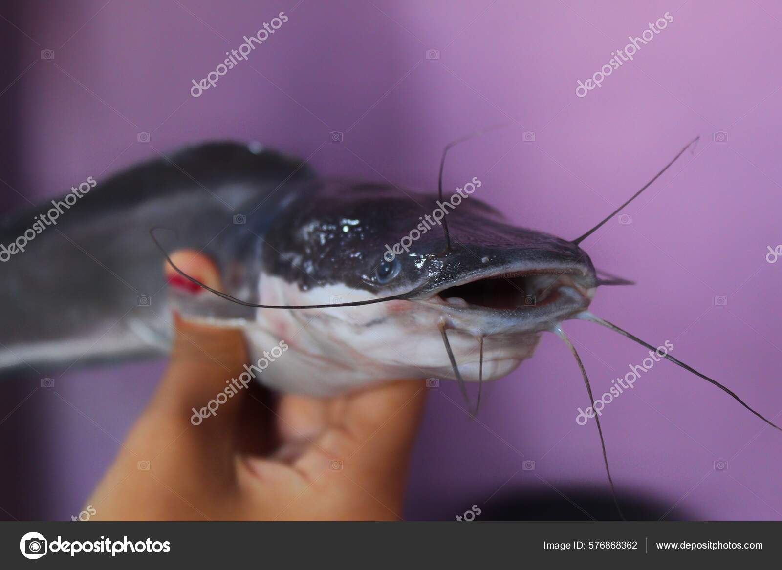 Big Magur Catfish Hand Lady Fish Farmer — Stock Photo © Biswa1993 ...
