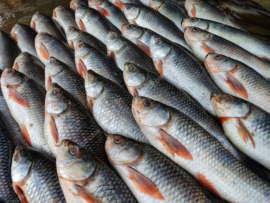 Rohu carp labeo rohita fish arranged in row for sale in Indian fish ...