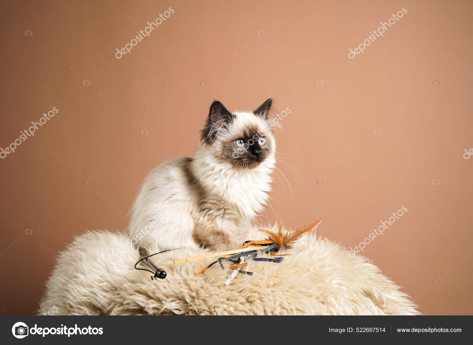 Small Beige Colored Ragdoll Baby Kitten Cat Fluffy Sheepskin Rug Stock ...