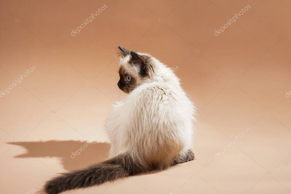 Un pequeño beige de color ragdoll bebé gatito gato jugando sentado con ...