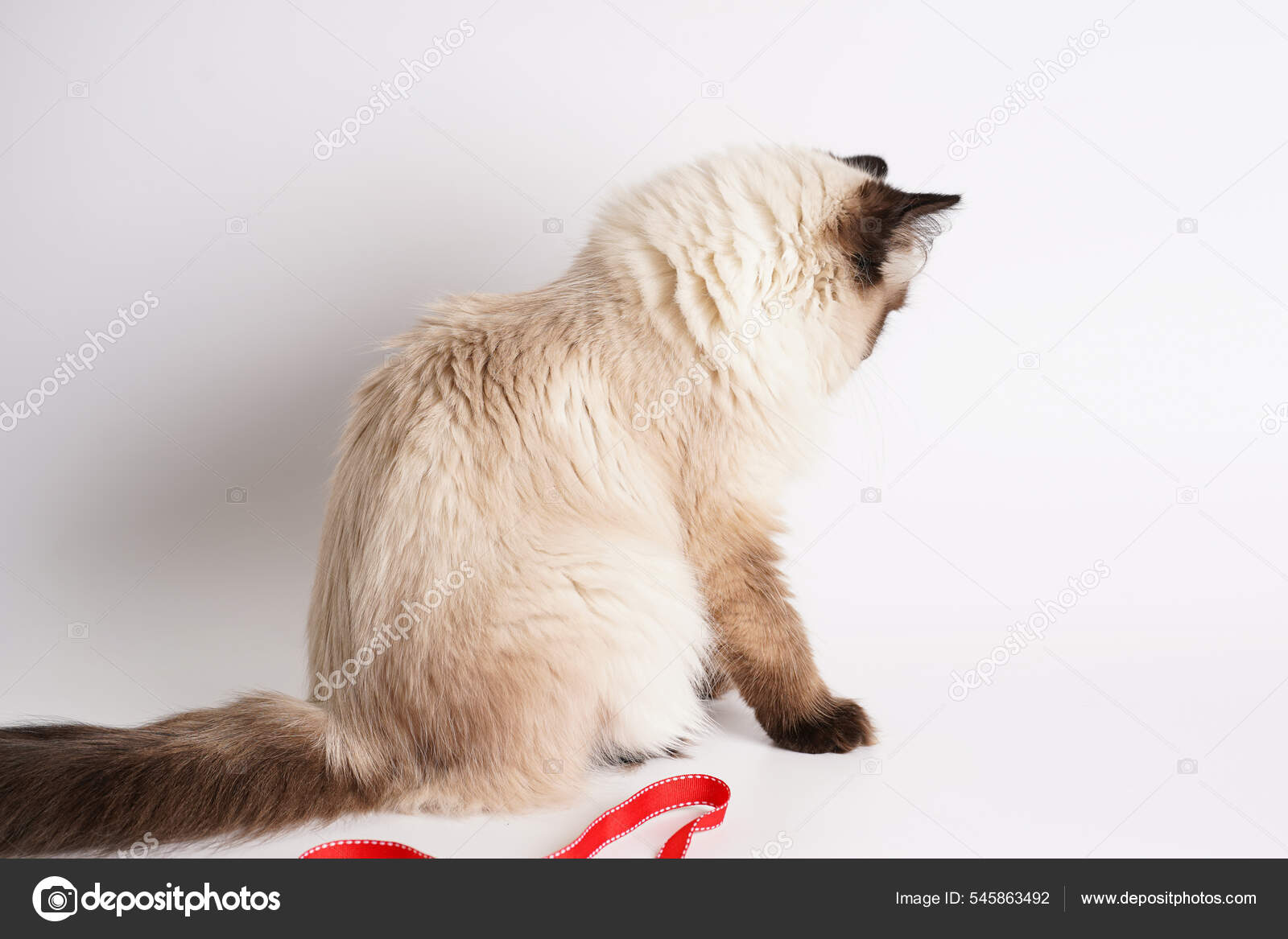 Red Ragdoll Cat