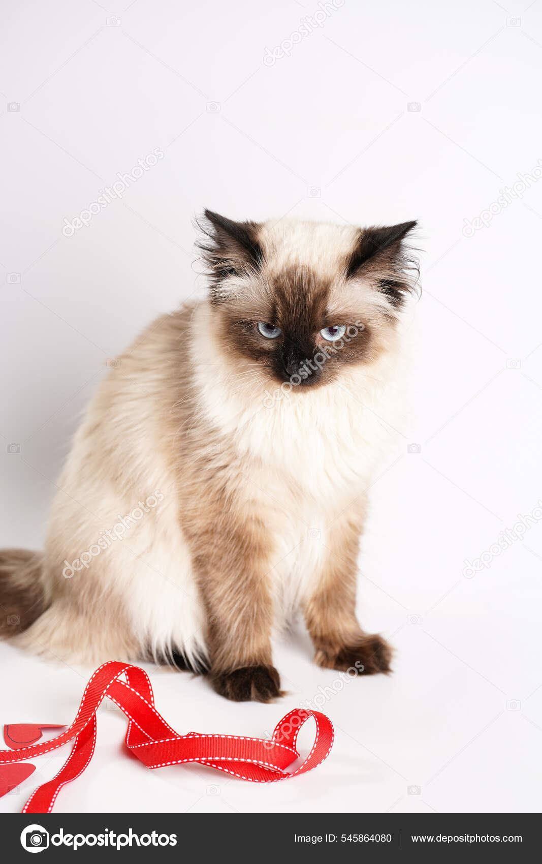 Red Ragdoll Cat