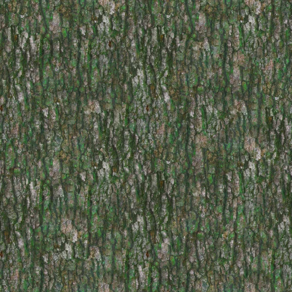 Birch seamless texture Stock Photos, Royalty Free Birch seamless ...