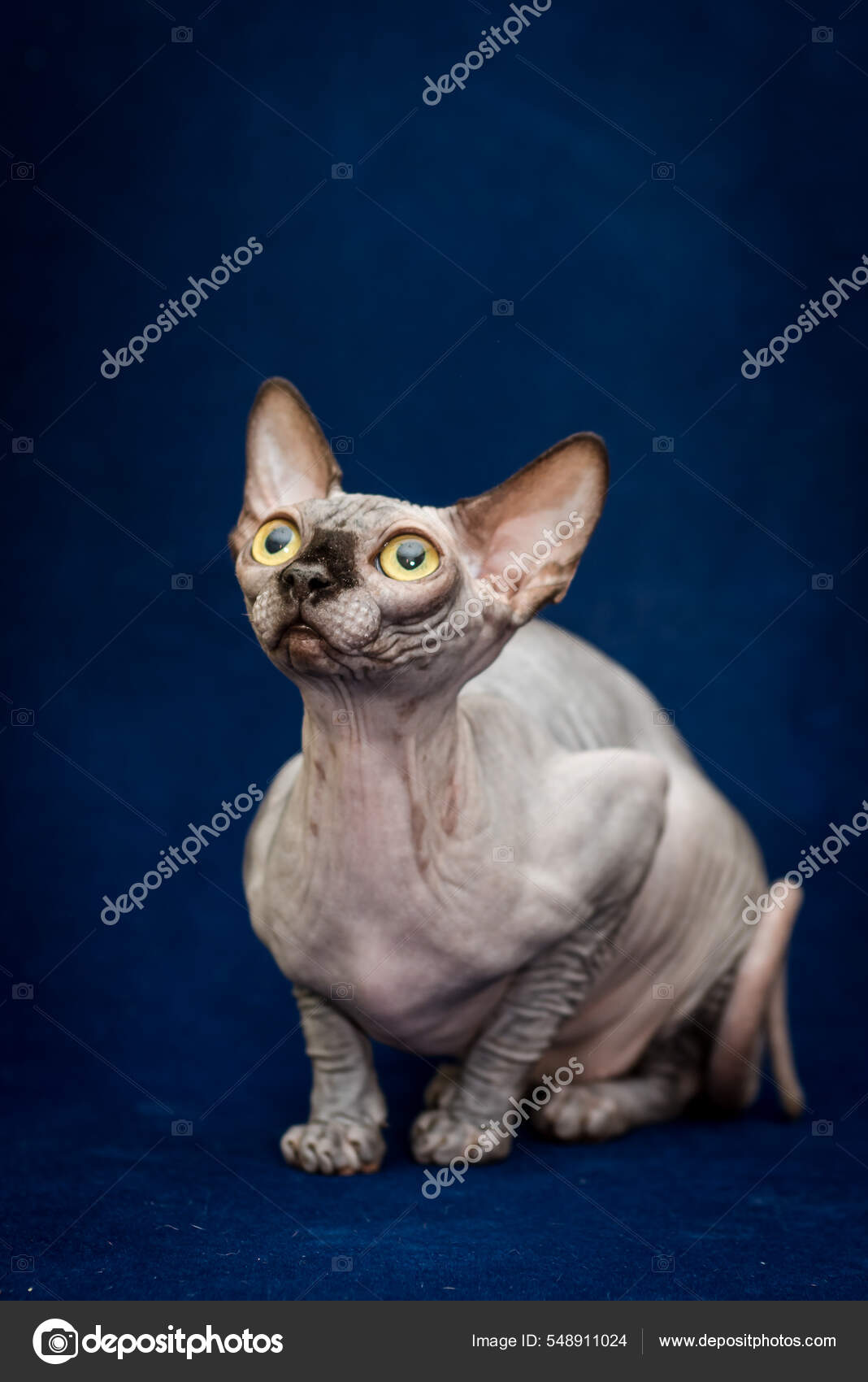Photo Very Beautiful Sphynx Cat Sitting Looking Straight Camera Its ...