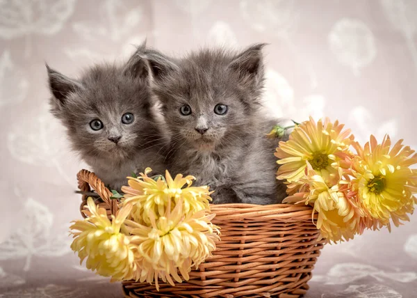 Beaux chatons images libres de droit, photos de Beaux chatons | Depositphotos