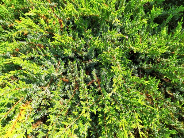 Natural texture background. Evergreen conifer tree branches close up ...