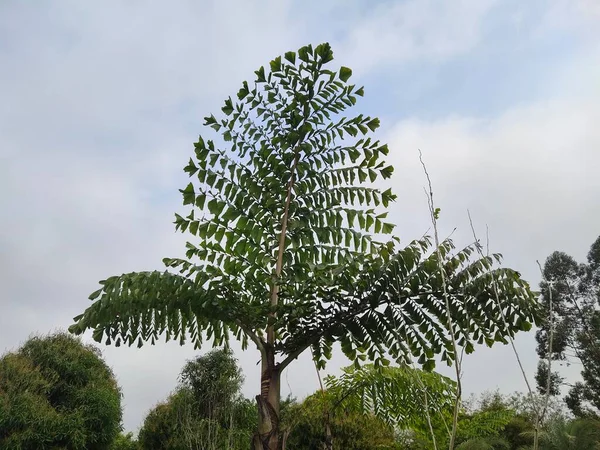 botanical flora, growing plant, green foliage leaves - Stock Image ...