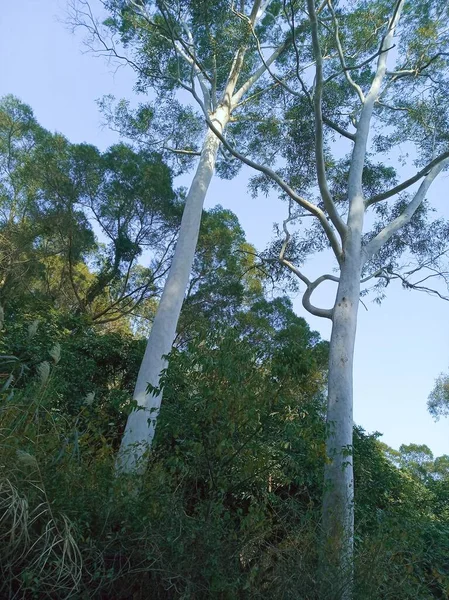 forest trees, scenery nature flora - Stock Image - Everypixel
