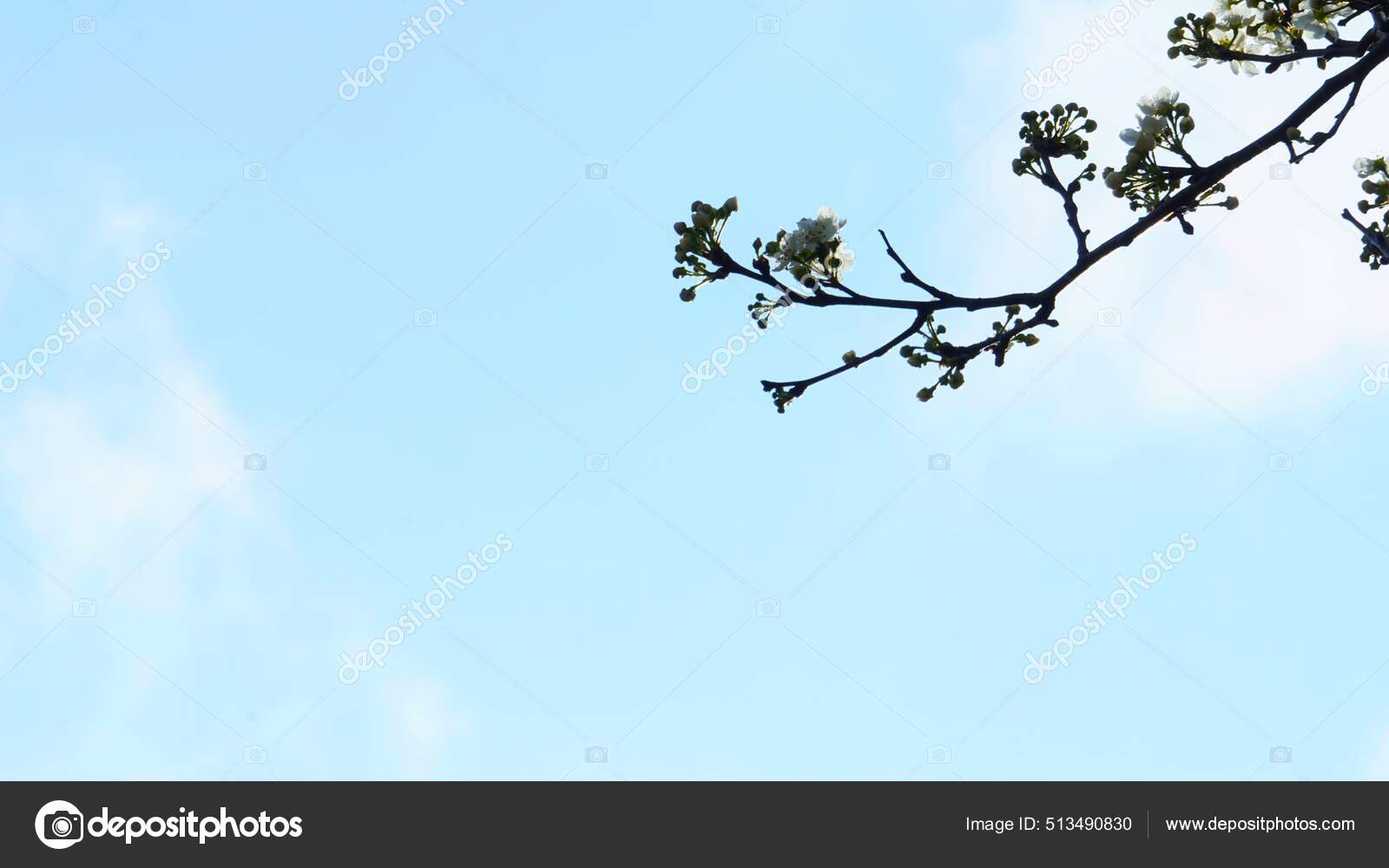 Beautiful White Fluffy Tree Branches Blue Sky Background Stock Photo by ...