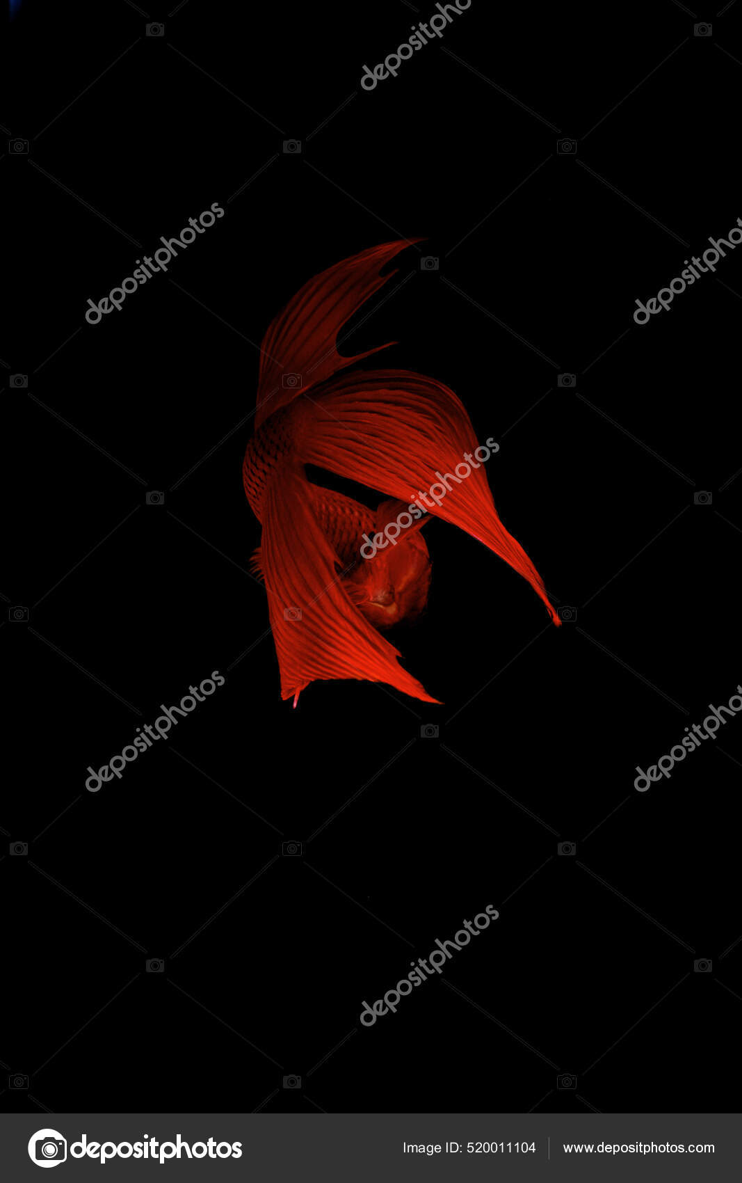 Beautiful Red Betta Fish Black Background Stock Photo by ©Tuchong ...