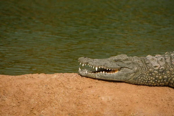 Crocodile reptile Stock Photos, Royalty Free Crocodile reptile Images ...