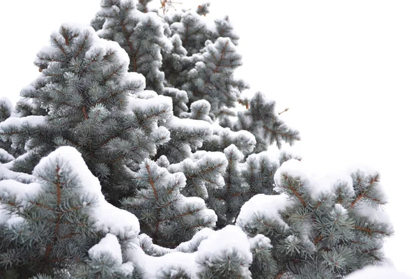 Snow pine trees Stock Photos, Royalty Free Snow pine trees Images ...