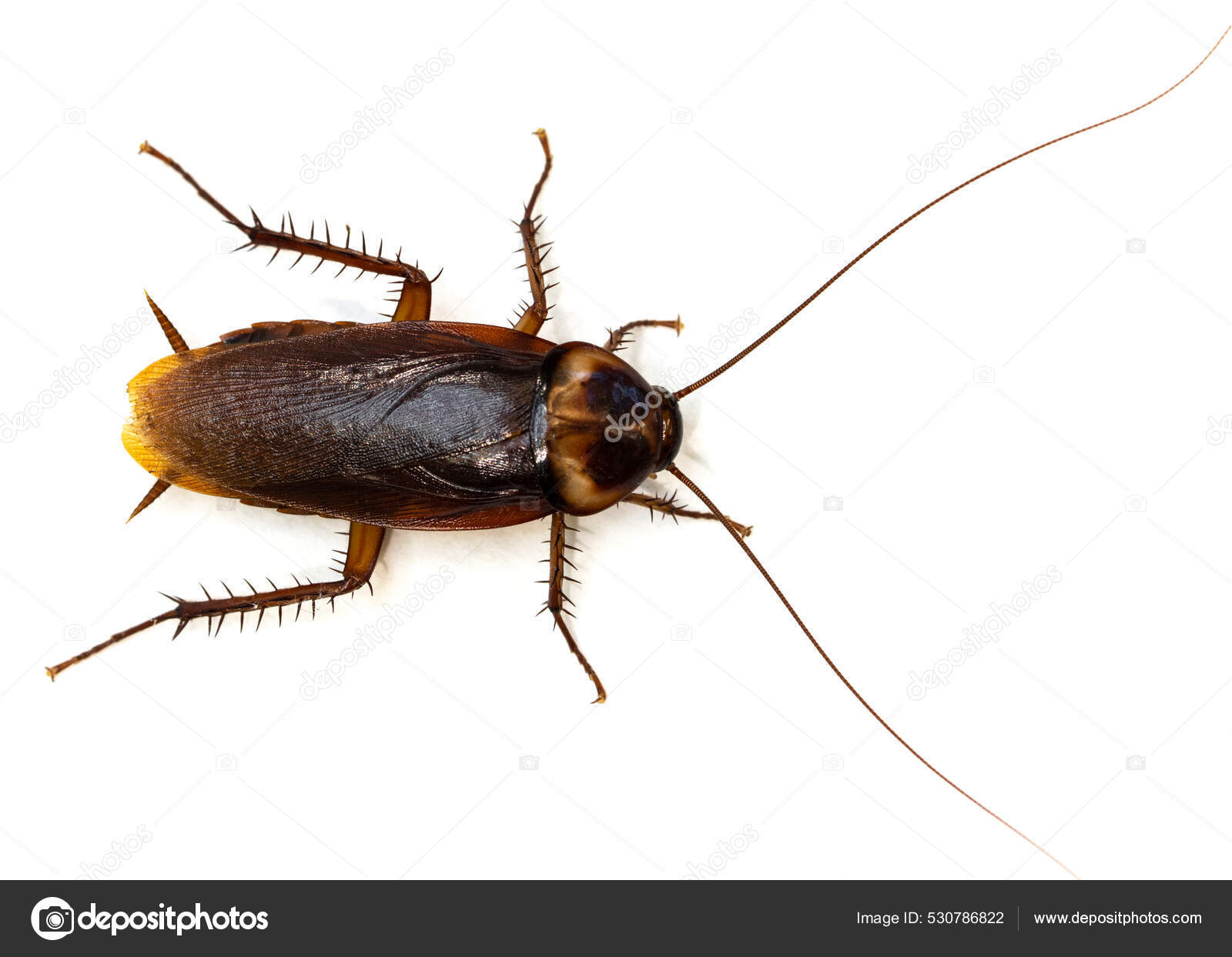 Big Cockroach Periplaneta Americana White Background — Stock Photo ...