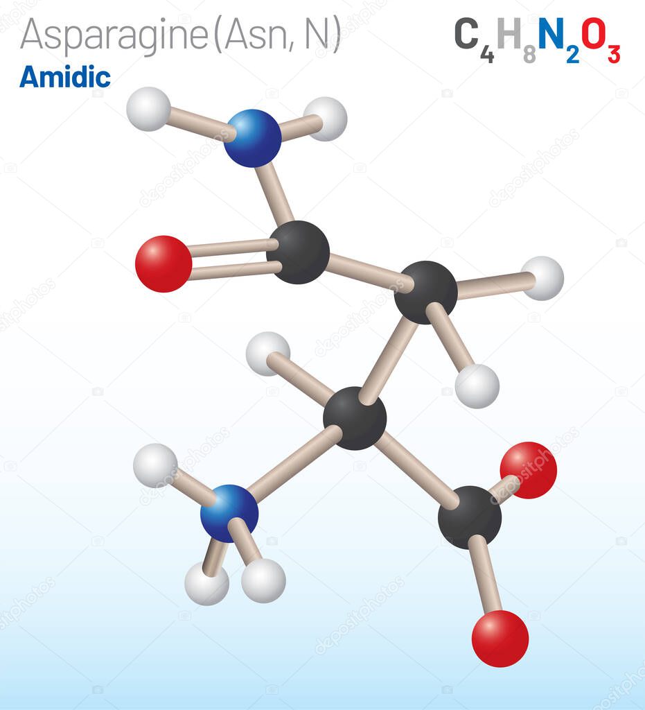 Asparagine (Asn, N) amino acid molecule. (Chemical formula C4H8N2O3) it ...