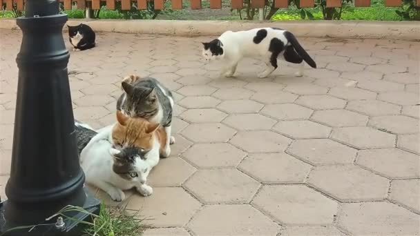 48 Cats mating Stock Videos, 4K & HD Footage | Depositphotos