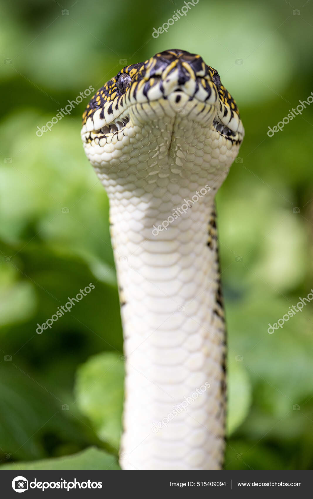 Australian Diamond Python Head Raised Showing Scalation Labial Heat ...