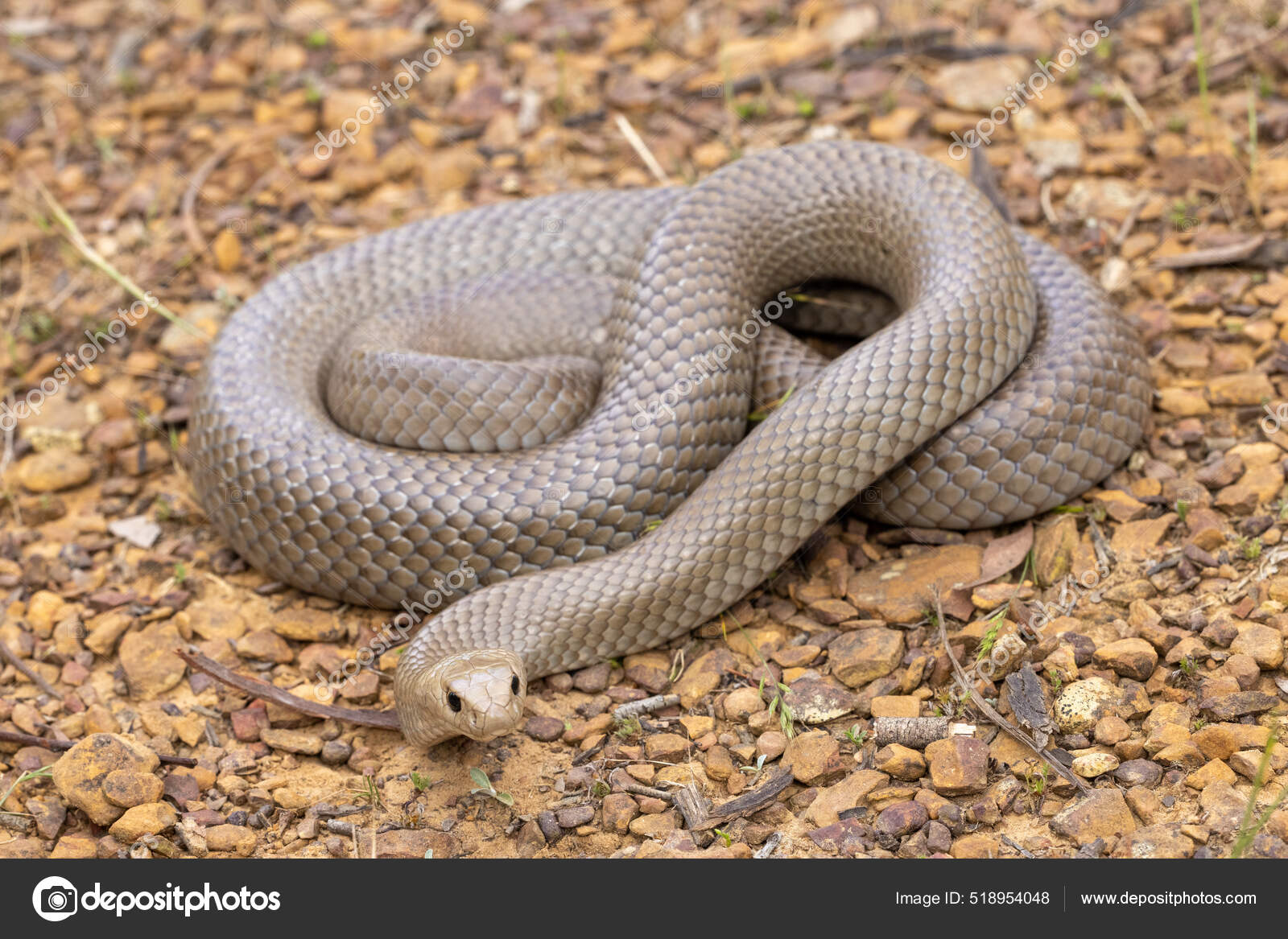 Australian Highly Venomous Eastern Brown Snake — Stock Photo ...