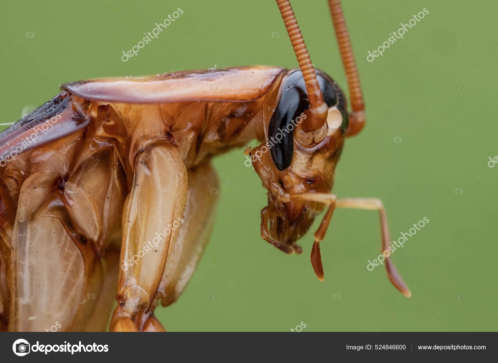 Close American Cockroach Stock Photo by ©kengriffiths.live.com 524846600