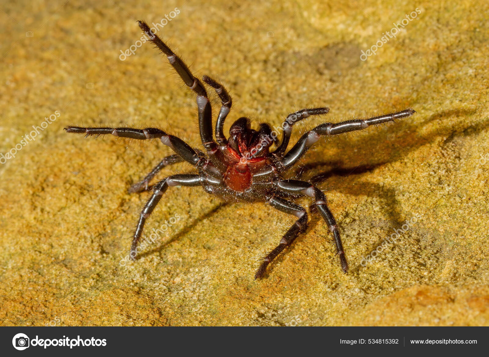 Sydney Funnel Web Spider Defensive Pose — Stock Photo © kengriffiths ...