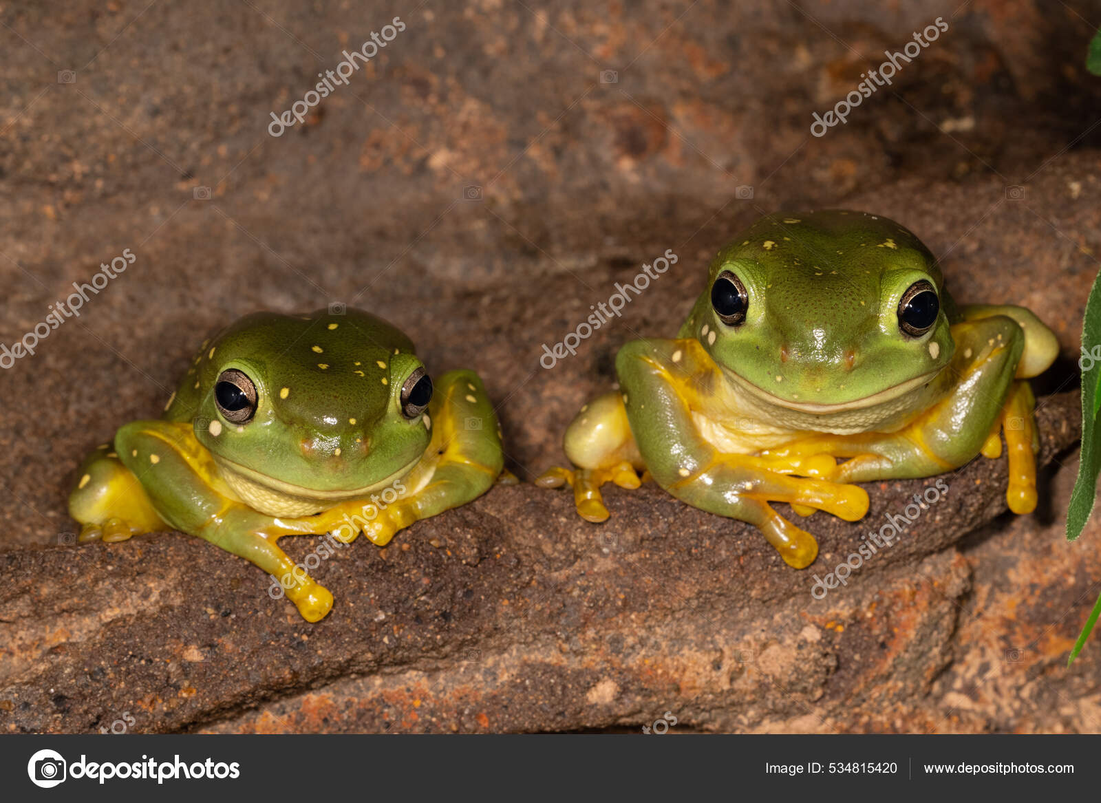 Australian Magnificent Tree Frogs Stock Photo by ©kengriffiths.live.com ...