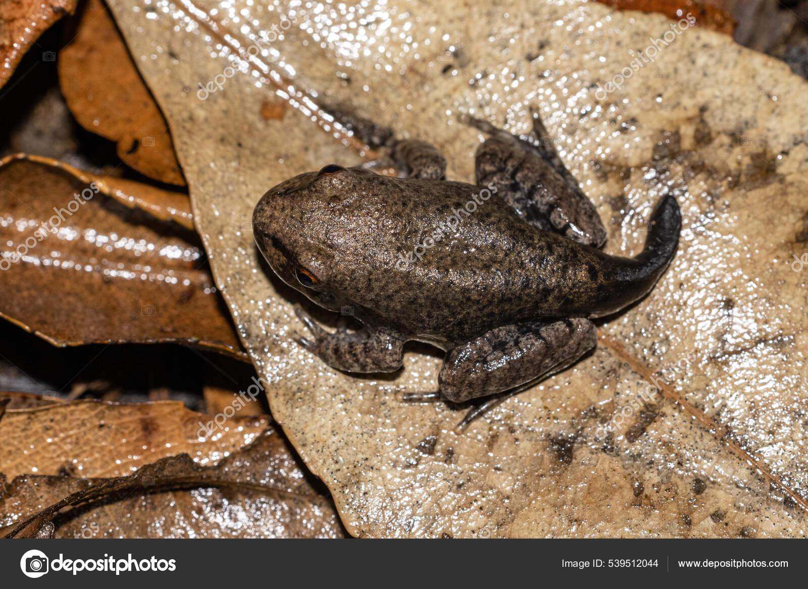 Philippine Flat Headed Frog