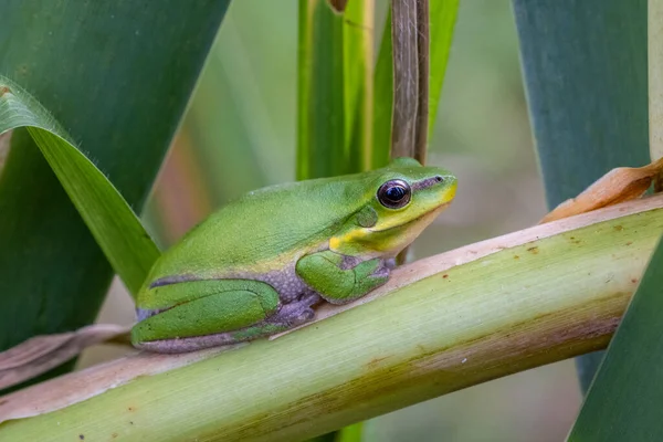 Dwarf canna Stock Photos, Royalty Free Dwarf canna Images | Depositphotos