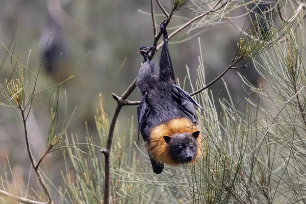 Australian Flying Fox Skeleton
