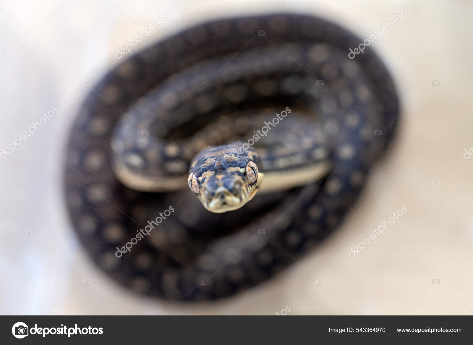 Close Juvenile Australian Diamond Python — Stock Photo © kengriffiths ...