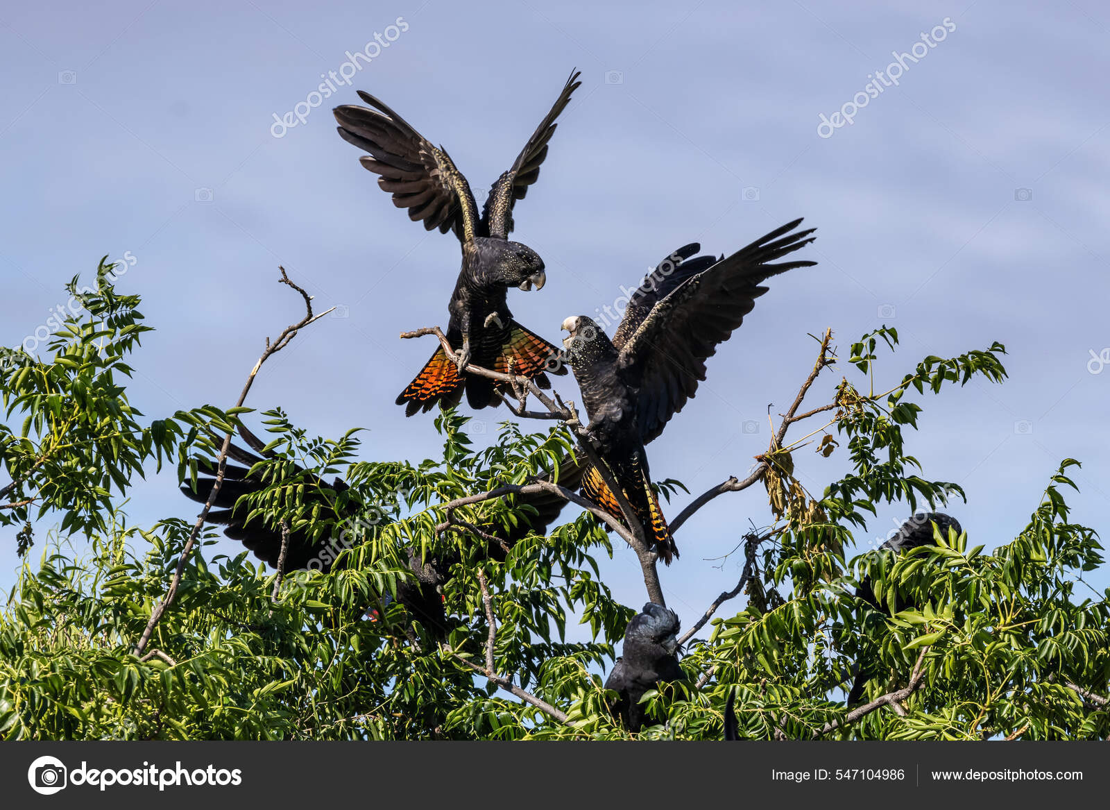 Australian Red Tailed Black Cockatoo's Tree Stock Photo by ...