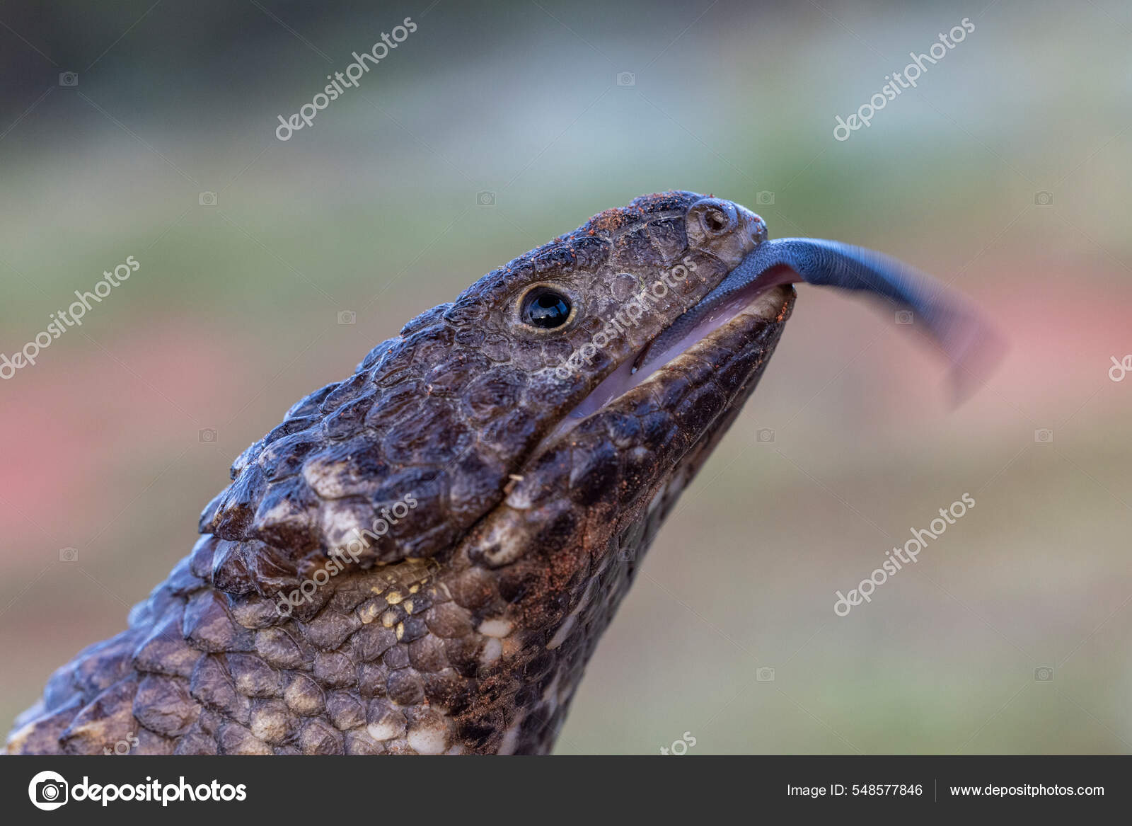 Australian Shingle Back Lizard Mouth Open Showing It's Blue Tongue ...