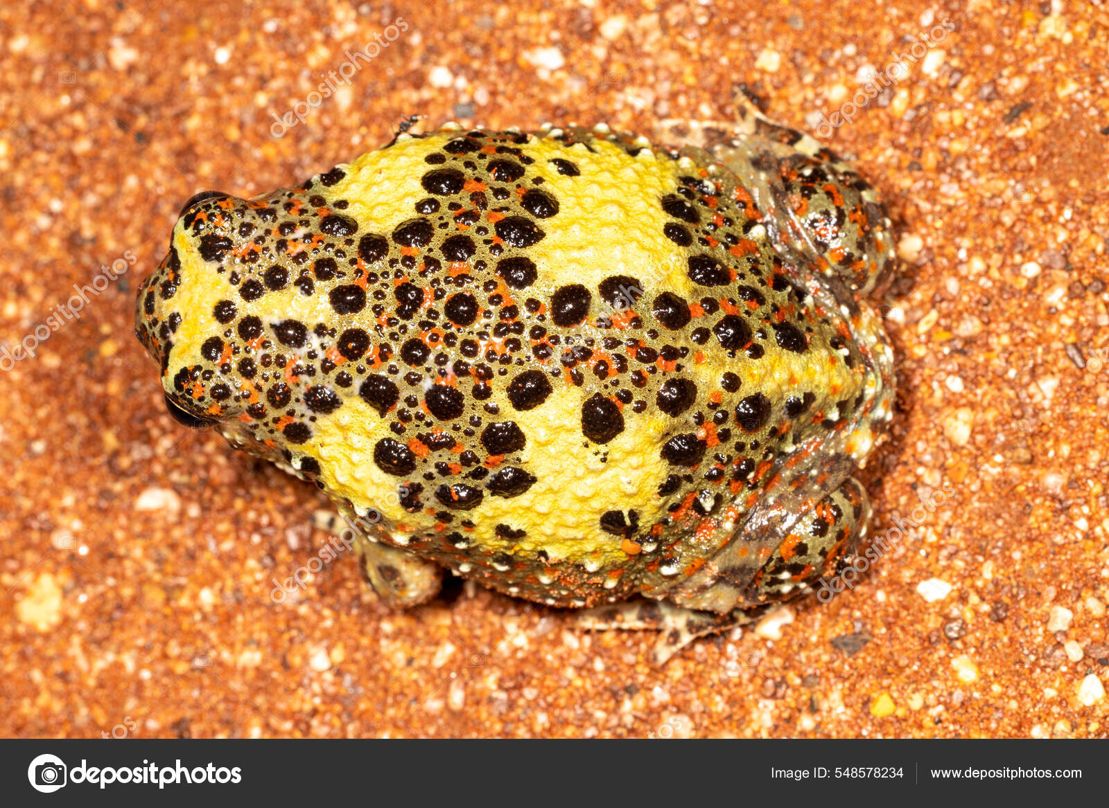 Australian Crucifix Burrowing Frog Emerging Burrow Rain Stock Photo by ...