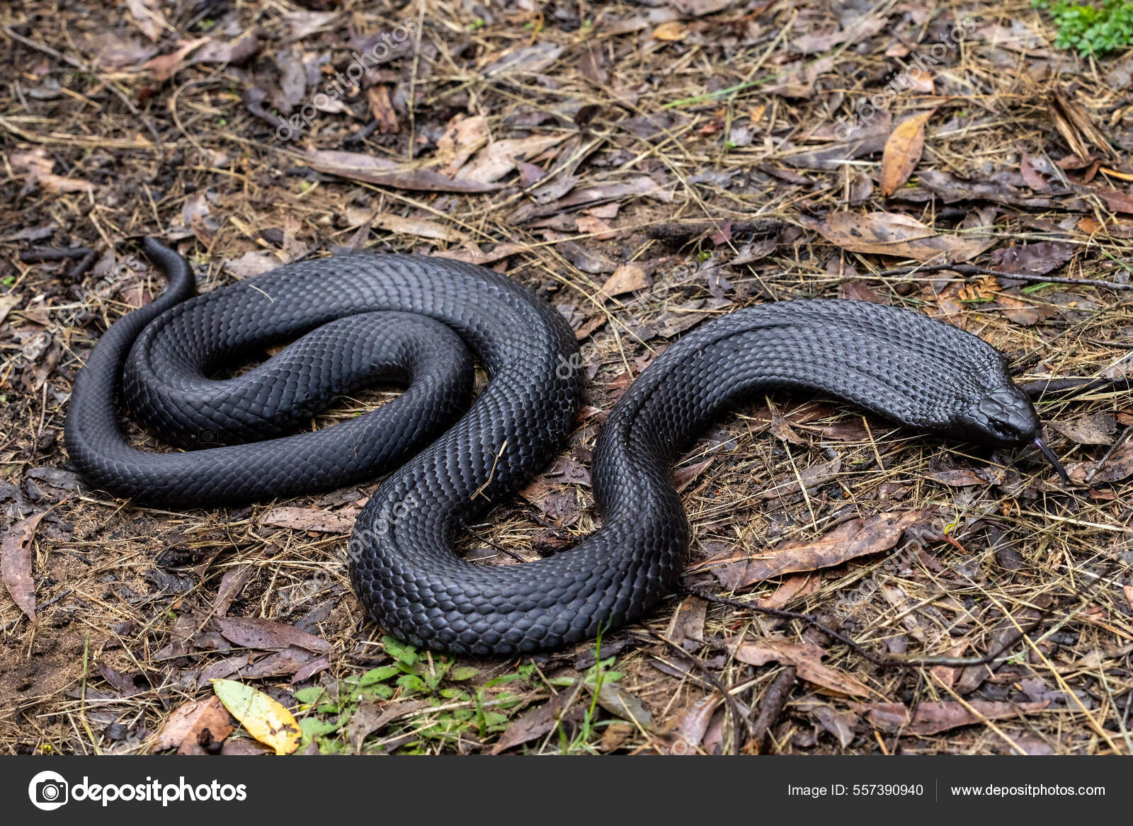 Australian Blue Bellied Black Snake Flickering It's Tongue Stock Photo ...