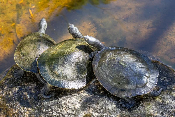 Murray River Turtle Basking Log — Stock Photo © kengriffiths.live.com ...