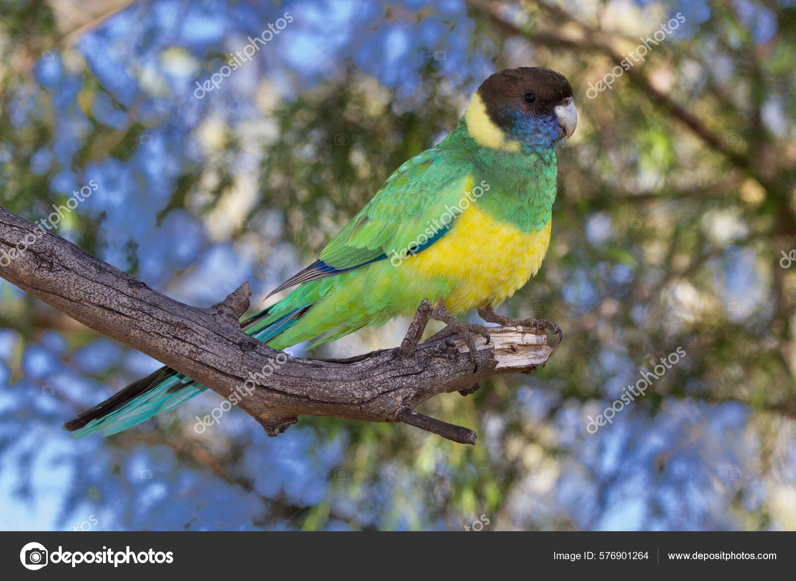 Australian Ringneck Parrot Perched Tree Stock Photo by ©kengriffiths ...