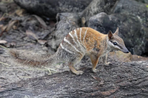 Australian Numbat