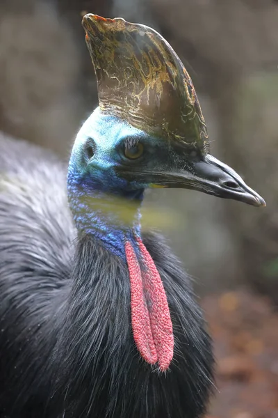 Cassowary helmet Stock Photos, Royalty Free Cassowary helmet Images ...