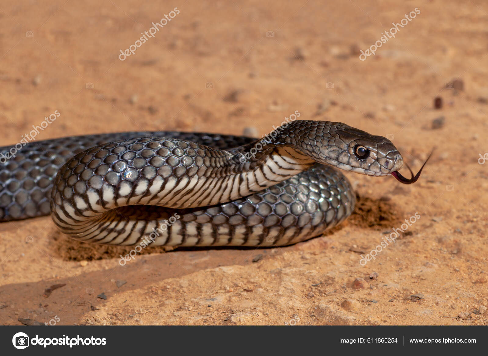 Snake Striking