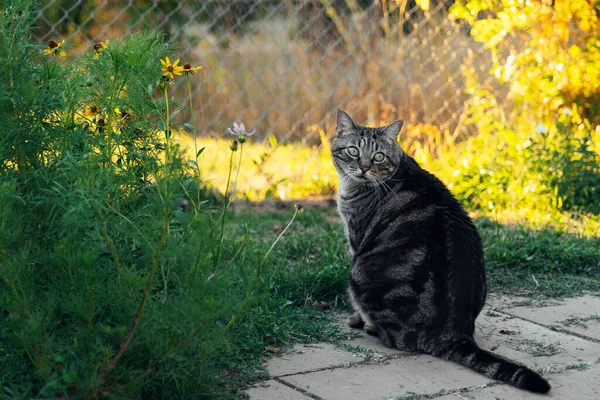 Lovely young grey cat in the garden, a lovely cat sitting in backyard ...