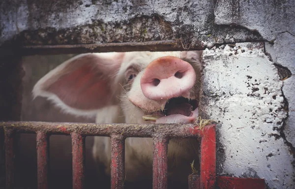 Animal injustice Stock Photos, Royalty Free Animal injustice Images ...