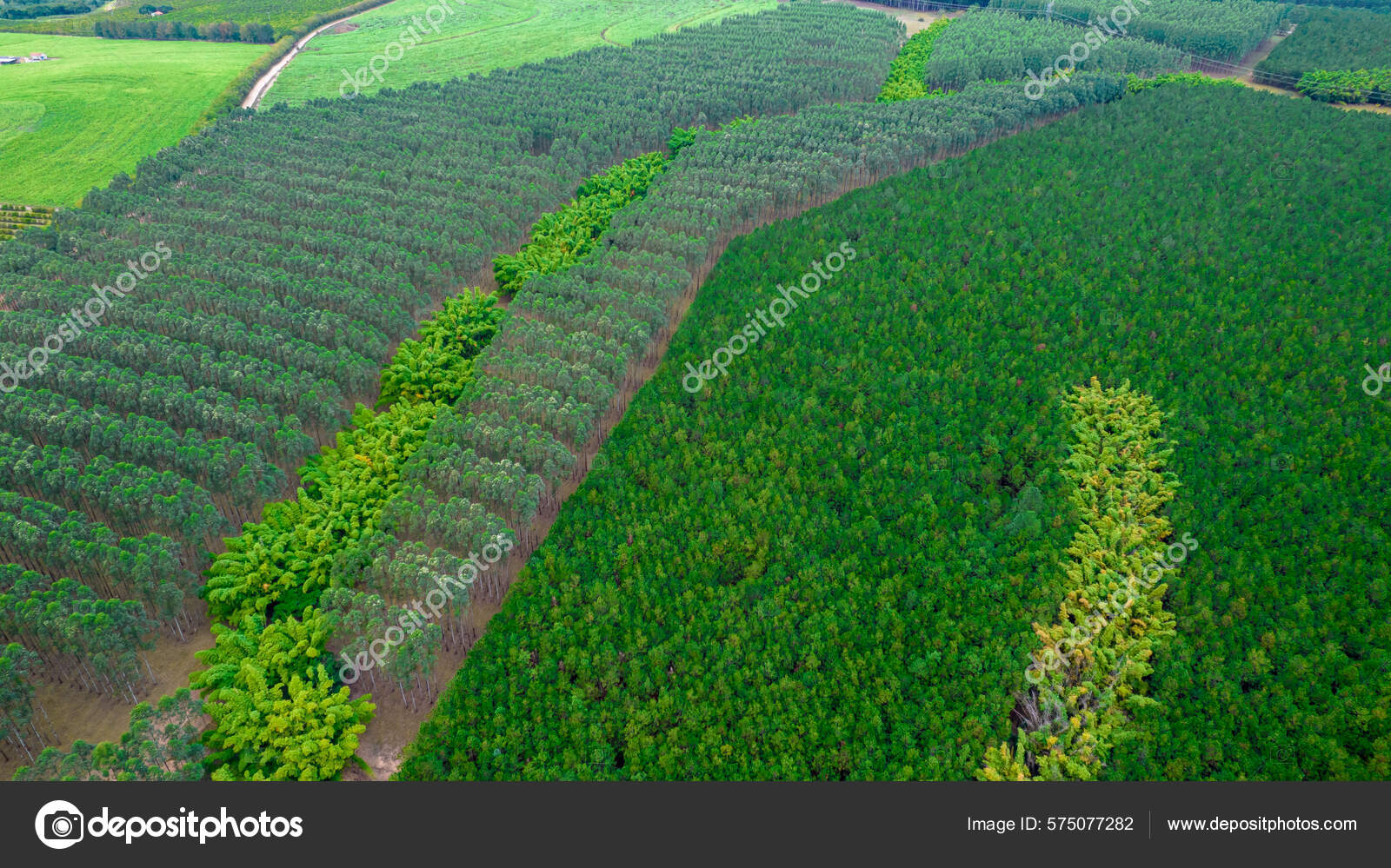 Planting Rows Eucalyptus Soy Trees Farm Brazil Sao Paulo Aerial — Stock ...